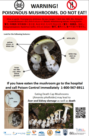 Spread of ‘death cap,’ world’s deadliest mushroom, prompts new B.C ...