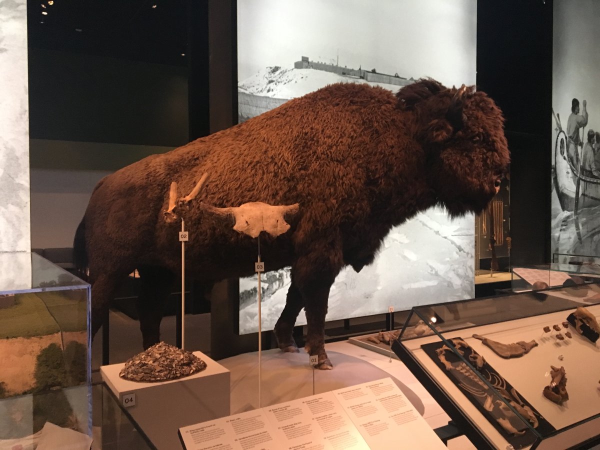 Pictures and video explore the exhibits at Edmonton’s brand new Royal ...