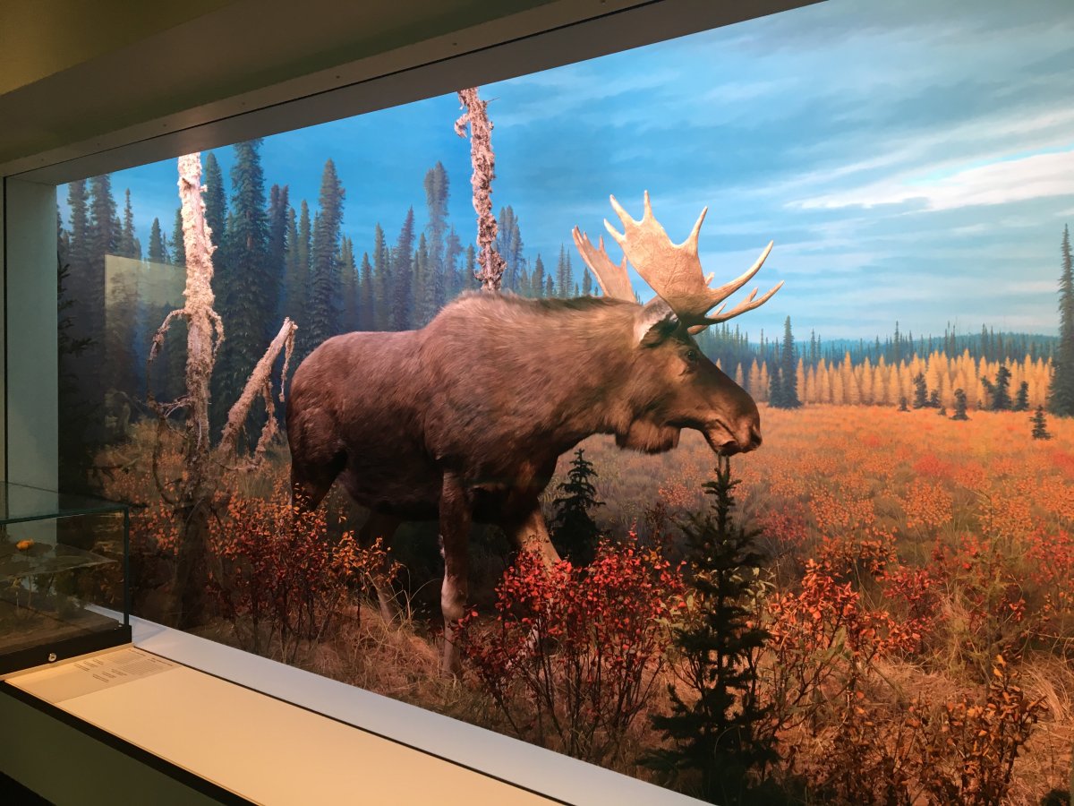 Pictures and video explore the exhibits at Edmonton’s brand new Royal ...