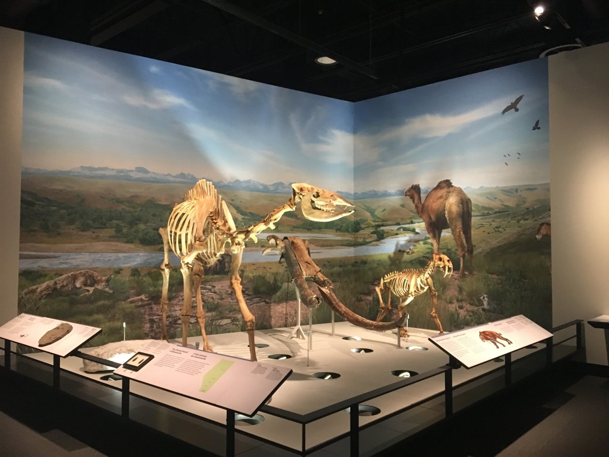 Pictures and video explore the exhibits at Edmonton’s brand new Royal ...