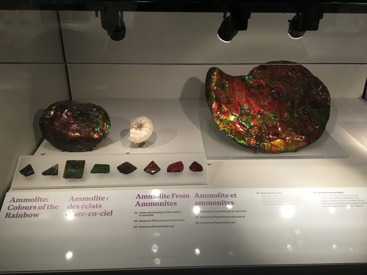 Pictures and video explore the exhibits at Edmonton’s brand new Royal ...