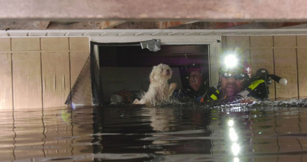 Dog survives Hurricane Florence flooding by floating on couch for a ...