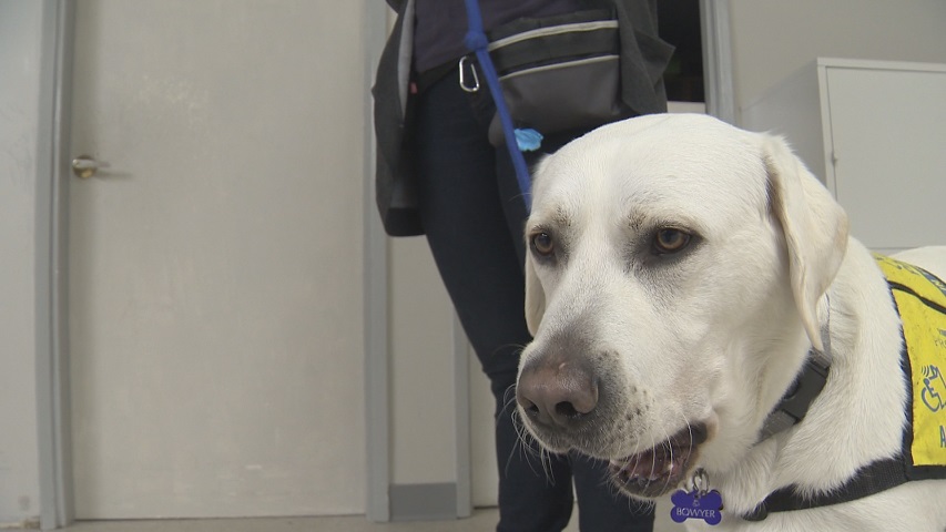 Bc As Service Dog