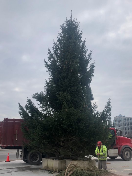 30-foot-tall Christmas tree arrives at Meridian Place in downtown ...