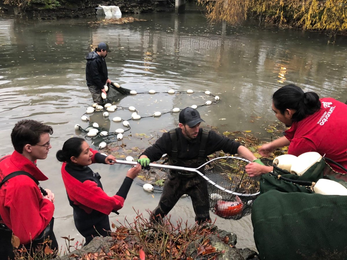 50-year-old koi ‘Madonna’ killed by otter in Vancouver’s Chinese garden ...