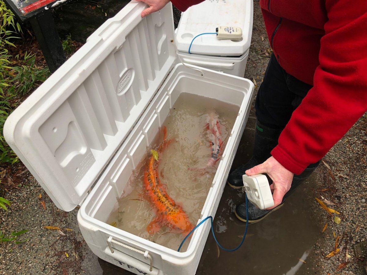 Remaining koi rescued from Vancouver Chinese garden while otter remains ...