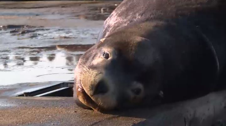 Rescue in the works for B.C. sea lion with thick plastic band around ...