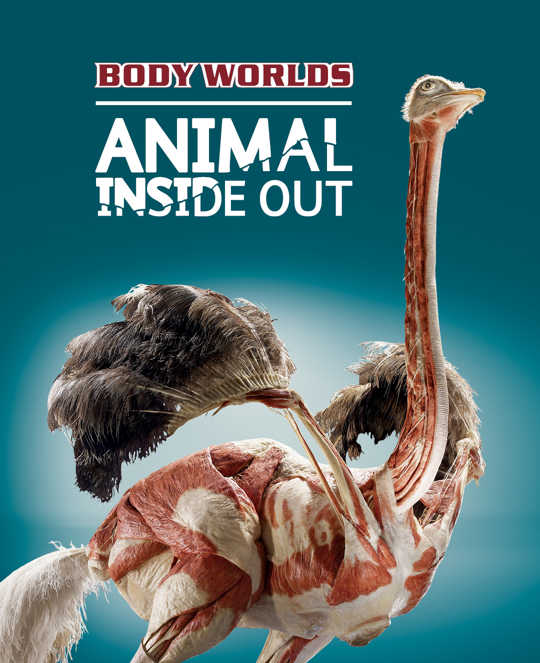 BODY WORLDS: ANIMAL INSIDE OUT - GlobalNews Events