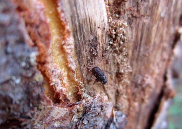 Researchers find the further they go, the stronger mountain pine ...