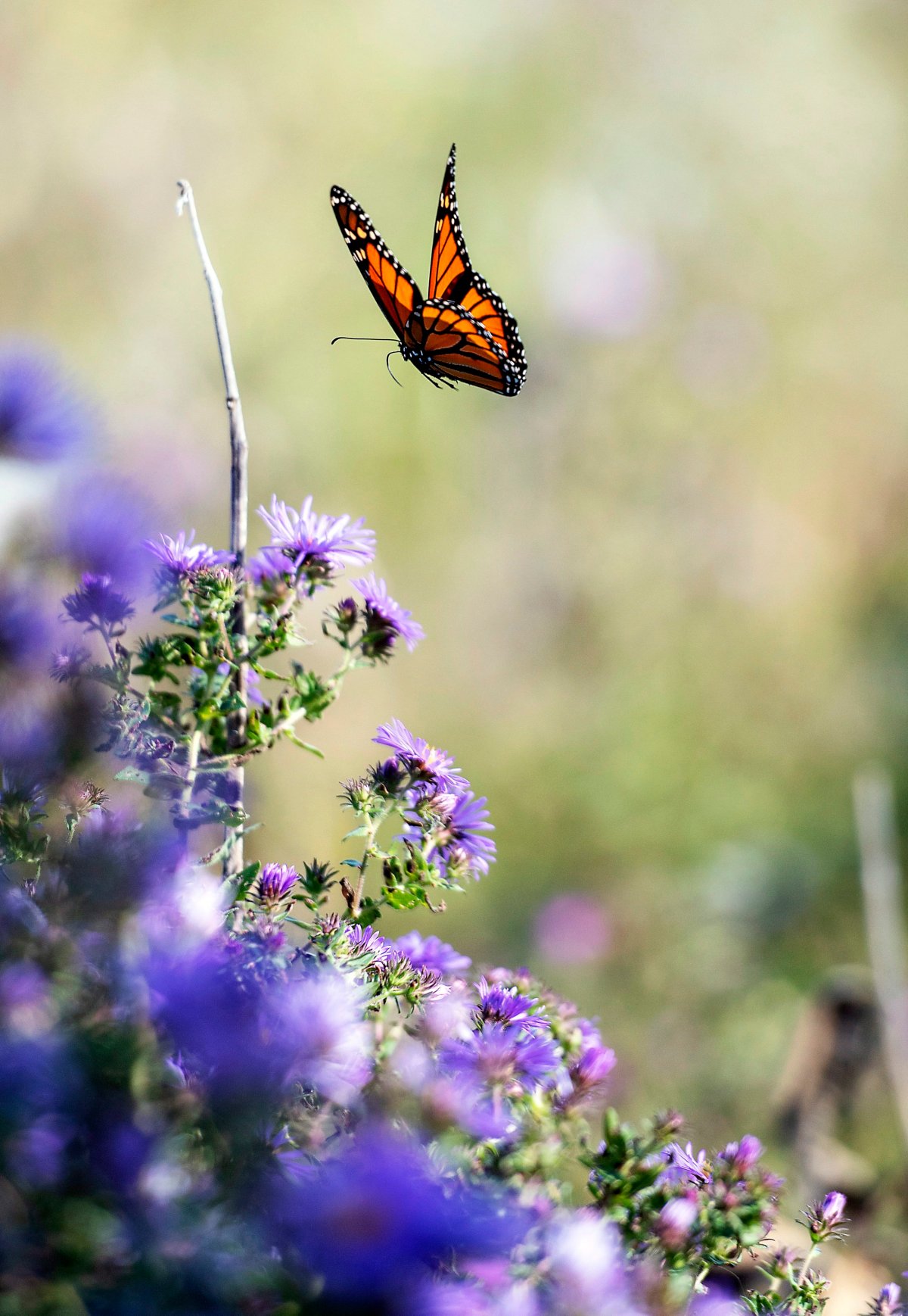 Wintering monarch butterfly population booms with 144 per cent increase ...