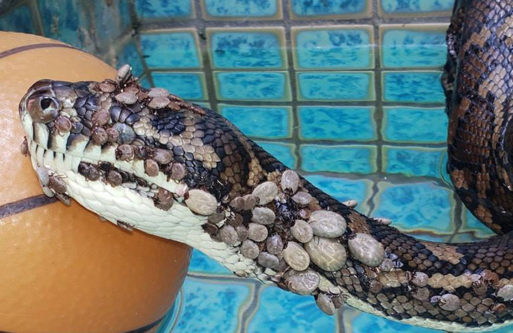 Python covered in more than 500 Australian paralysis ticks rescued from ...