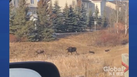 Video shows 2 moose being chased by dogs in Calgary’s Springbank Hill ...
