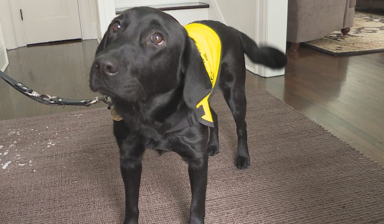Winnipeg volunteers needed to help puppies become CNIB guide dogs ...