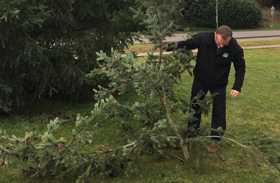 Vancouver police, park board searching for tree-topping vandals - BC ...