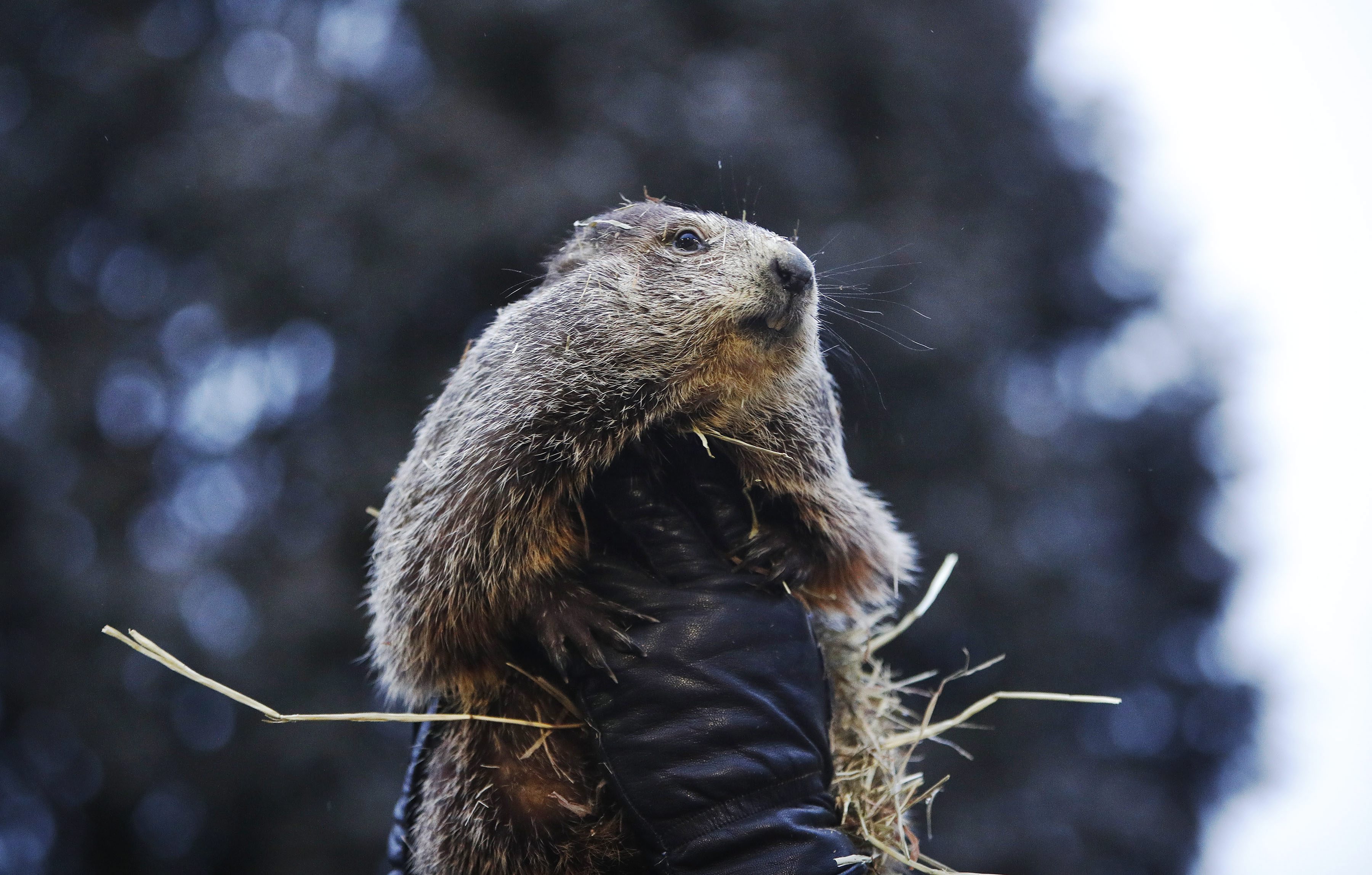 Groundhogs aside, meteorologists say Eastern Canada and Prairies can ...
