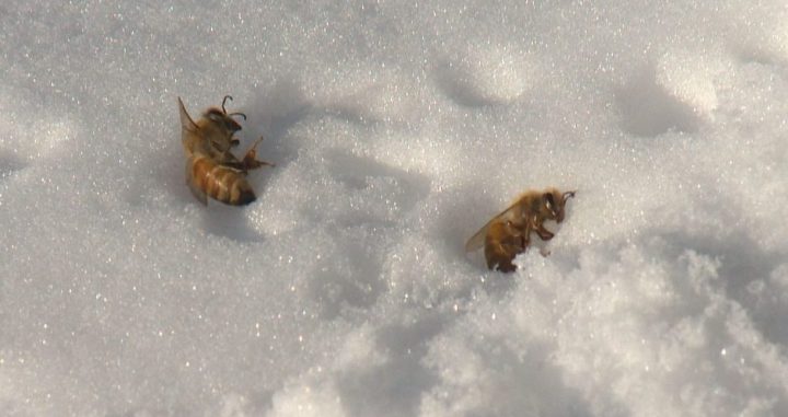 ‘Our main concern is starvation’: How bees survive a cold, late winter ...