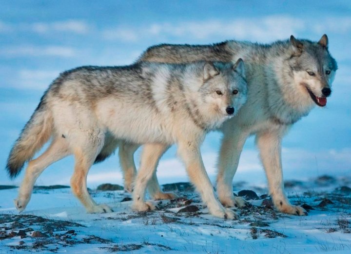 Alberta’s use of poison as wolf control criticized, feds asked to ...