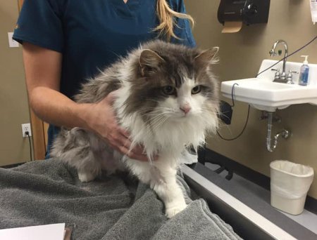‘Essentially frozen’ cat brought back from the brink after being found ...