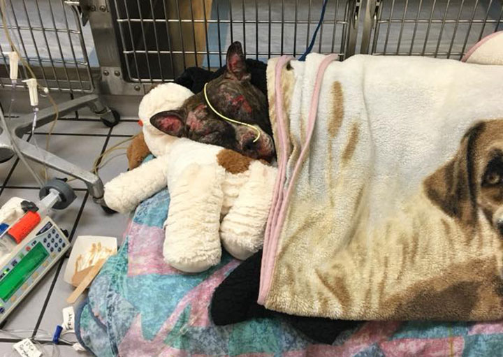 Who Set The Dog On Fire