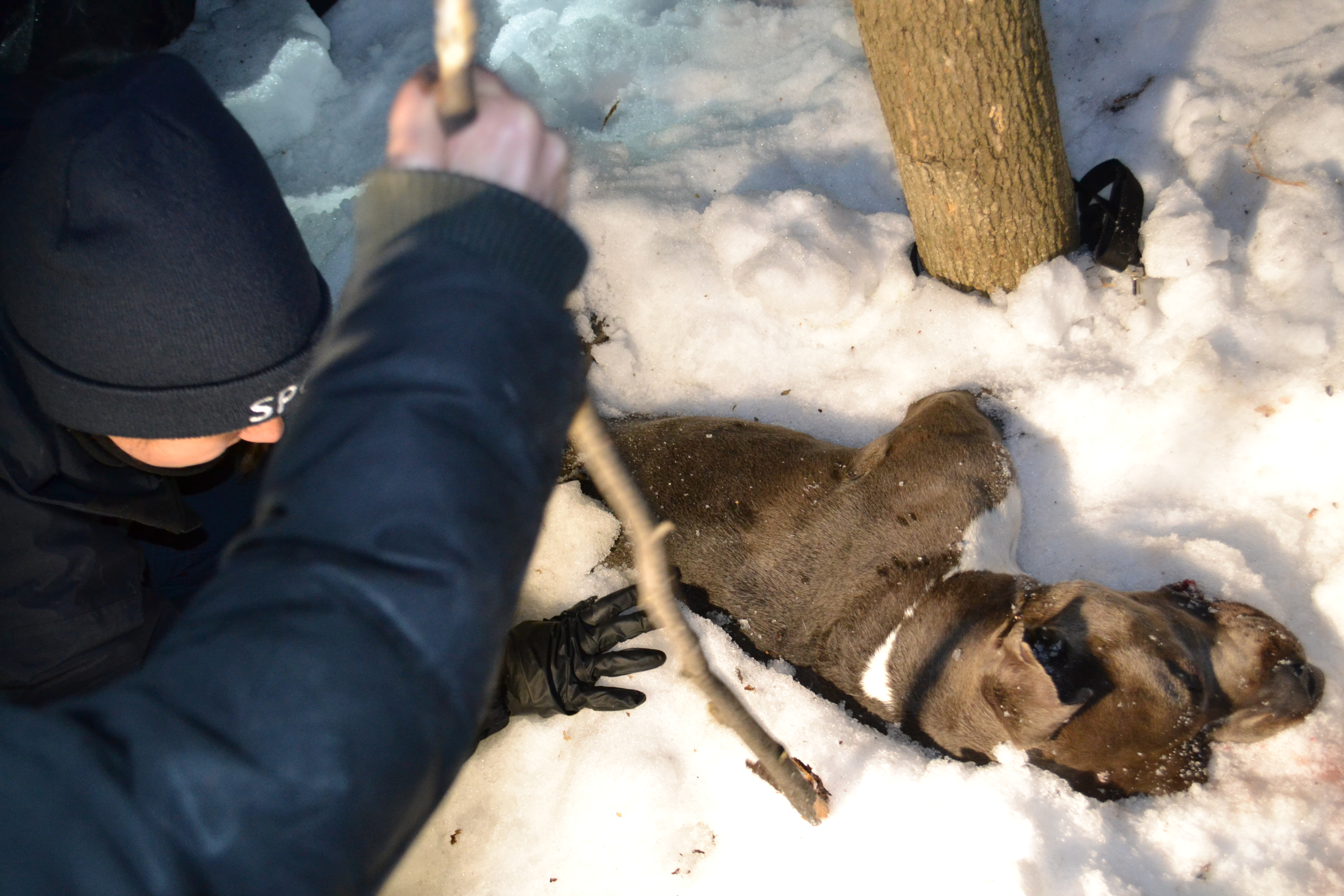 Montreal SPCA investigating after dead dog found tied to tree in ...