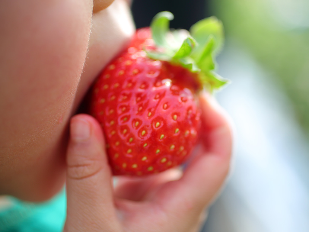 ‘Dirty Dozen’: Do these fruits and veggies really have harmful amounts ...