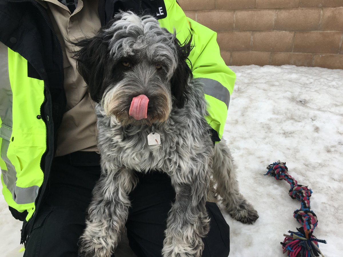 Winnipeg Animal Services looking for ‘furever’ home for 2 dogs in love ...