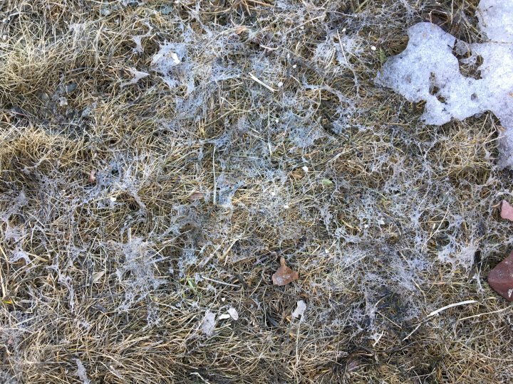 Sneezing into spring: how snow mould can affect your health | Globalnews.ca