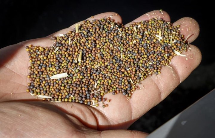 Richardson International to expand Yorkton, Sask., canola crush plant ...