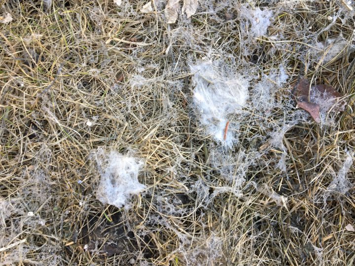 Sneezing into spring: how snow mould can affect your health | Globalnews.ca