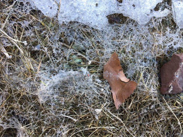 Sneezing into spring: how snow mould can affect your health | Globalnews.ca