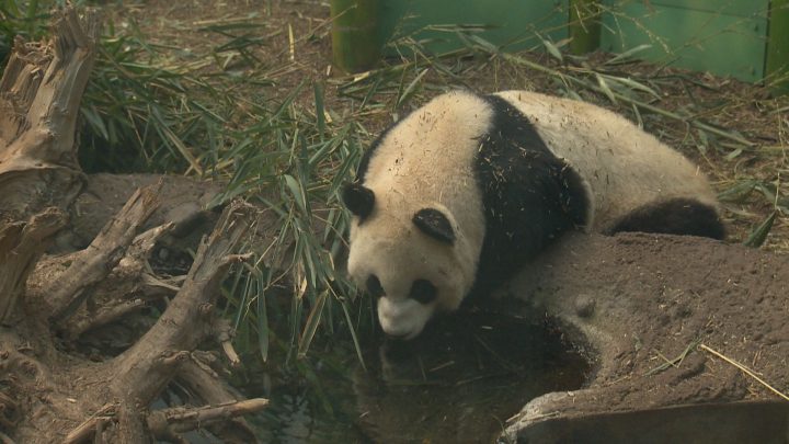 More panda cubs at the Calgary Zoo? Er Shun enters breeding cycle ...