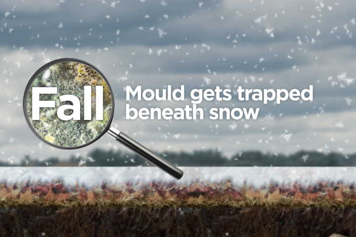 Sneezing into spring: how snow mould can affect your health | Globalnews.ca