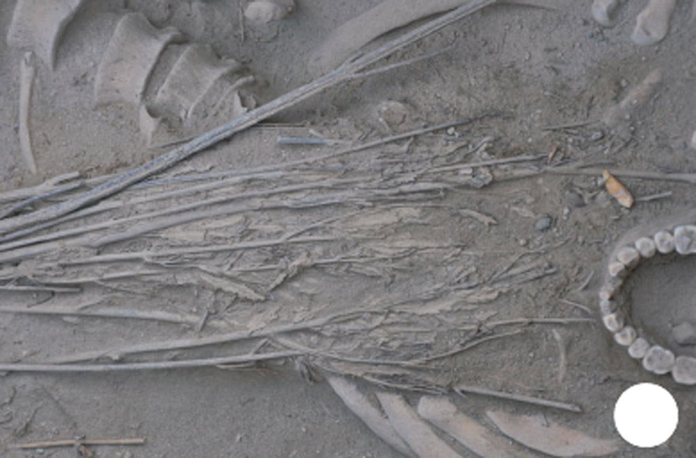 What the secrets of ancient graves tell us about our long relationship ...