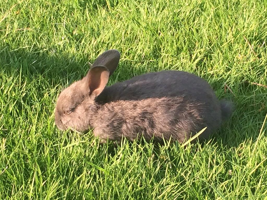 Not the Easter bunny: Public asked to keep clear of feral Jericho Beach ...