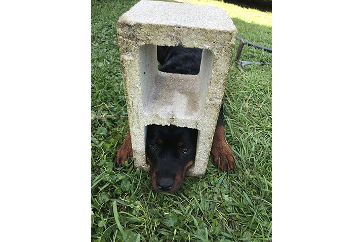 Firefighters use Jaws of Life to free Rottweiler that got head stuck in ...