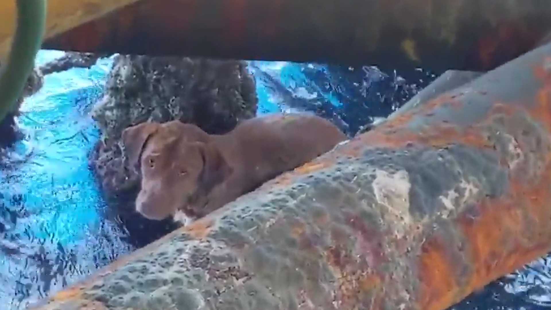 Oil rig crew rescues dog found swimming in Gulf of Thailand, 220 km ...