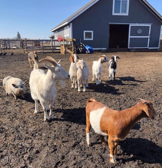 Alberta FARRM animal sanctuary receives $10K donation following deadly ...