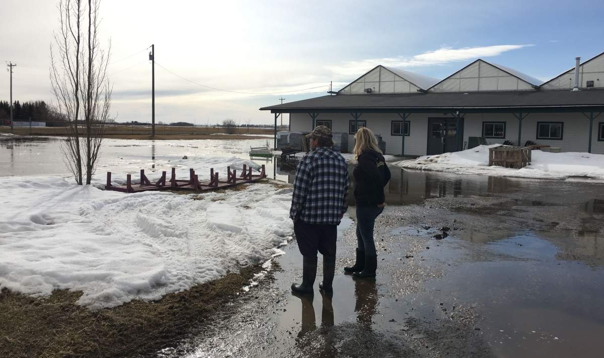 IN PHOTOS: Spring runoff floods Morinville greenhouse - Edmonton ...