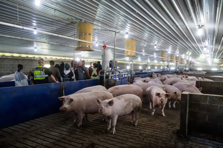 Animal rights activists occupy B.C. pig farm over abusive conditions ...