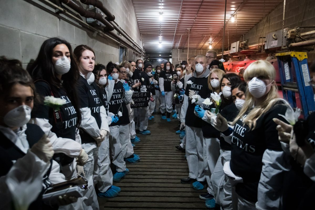 Animal rights activists occupy B.C. pig farm over abusive conditions ...