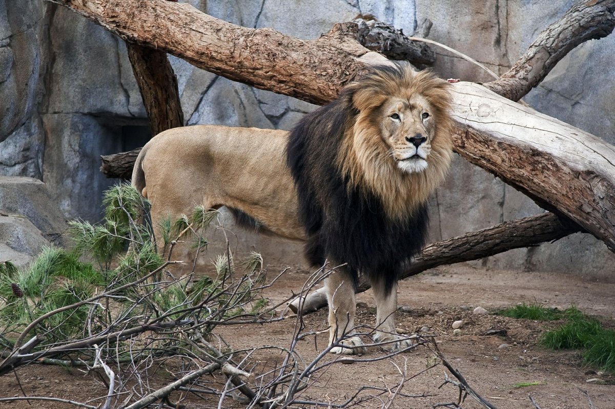 2 elderly African lions die at California zoos - National | Globalnews.ca