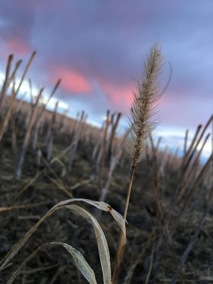 Saskatchewan weather outlook: dry and mostly sunny May long weekend ...