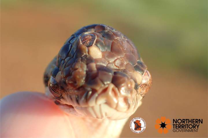 3-eyed python found in — wait for it — Australia - National | Globalnews.ca