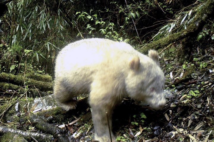 Rare all-white panda photographed in China nature reserve - National ...