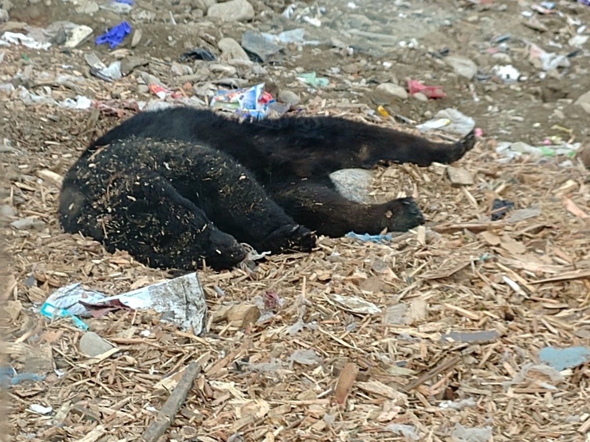 Fraser Valley resident shocked to find dead bear’s body in local ...
