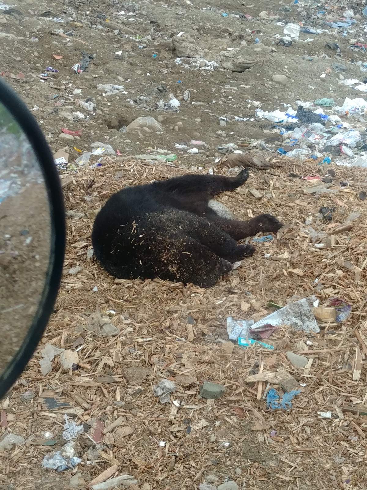 Fraser Valley resident shocked to find dead bear’s body in local ...