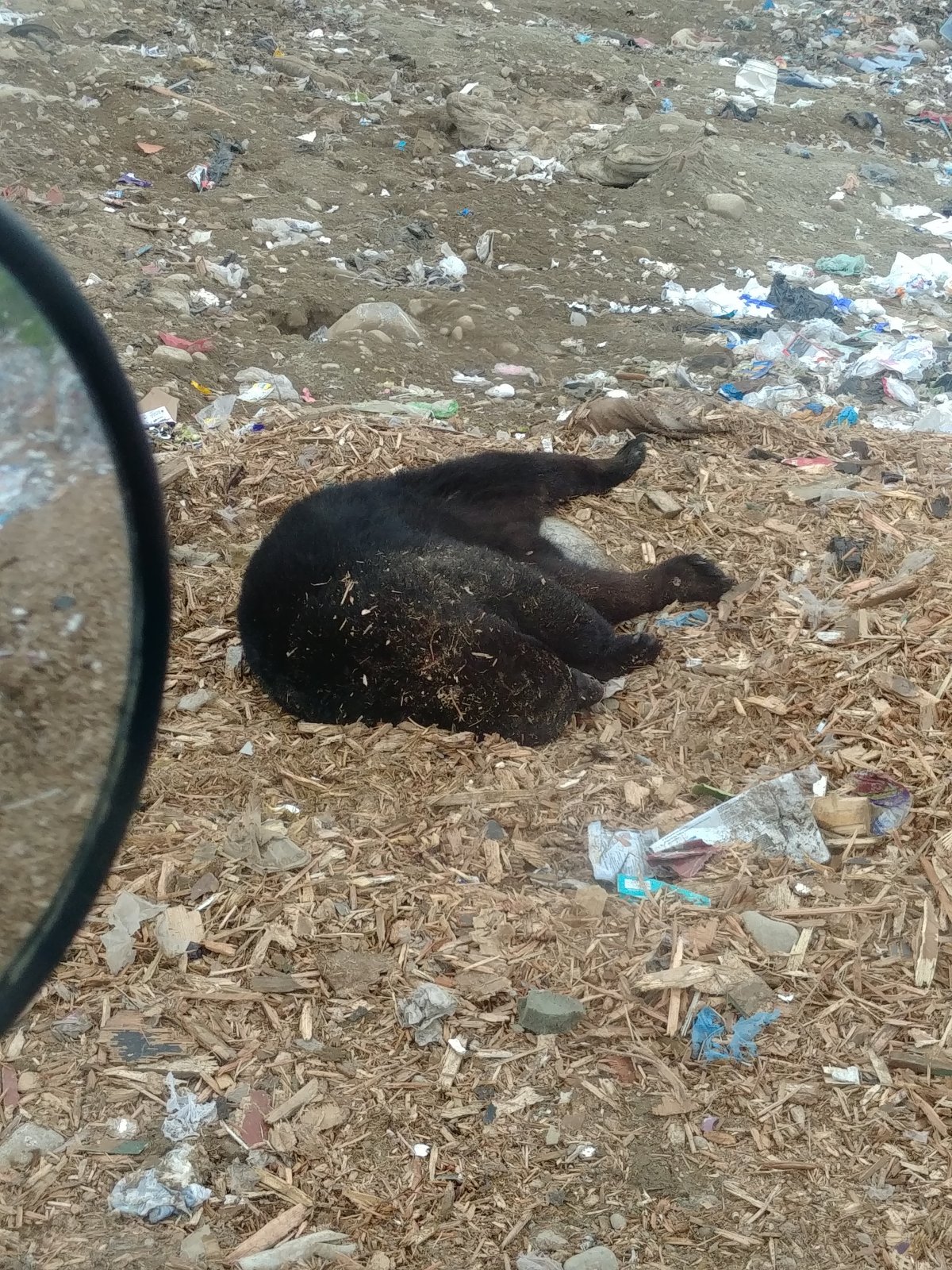 Fraser Valley resident shocked to find dead bear’s body in local ...