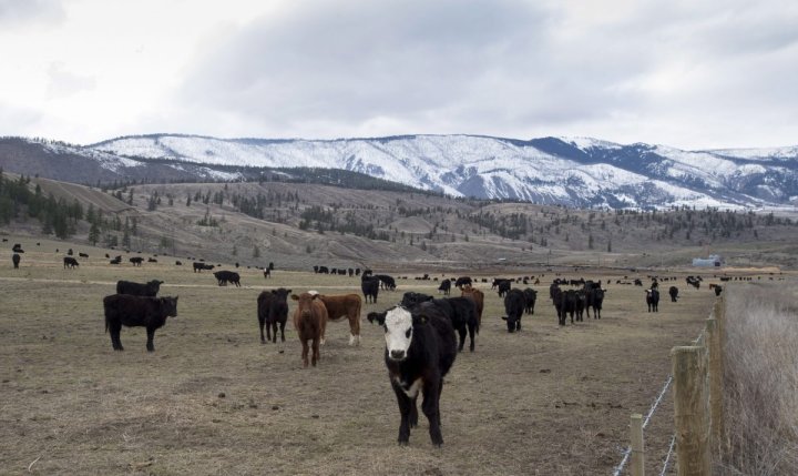 B.C. to enlist grazing cattle as latest wildfire prevention tool ...