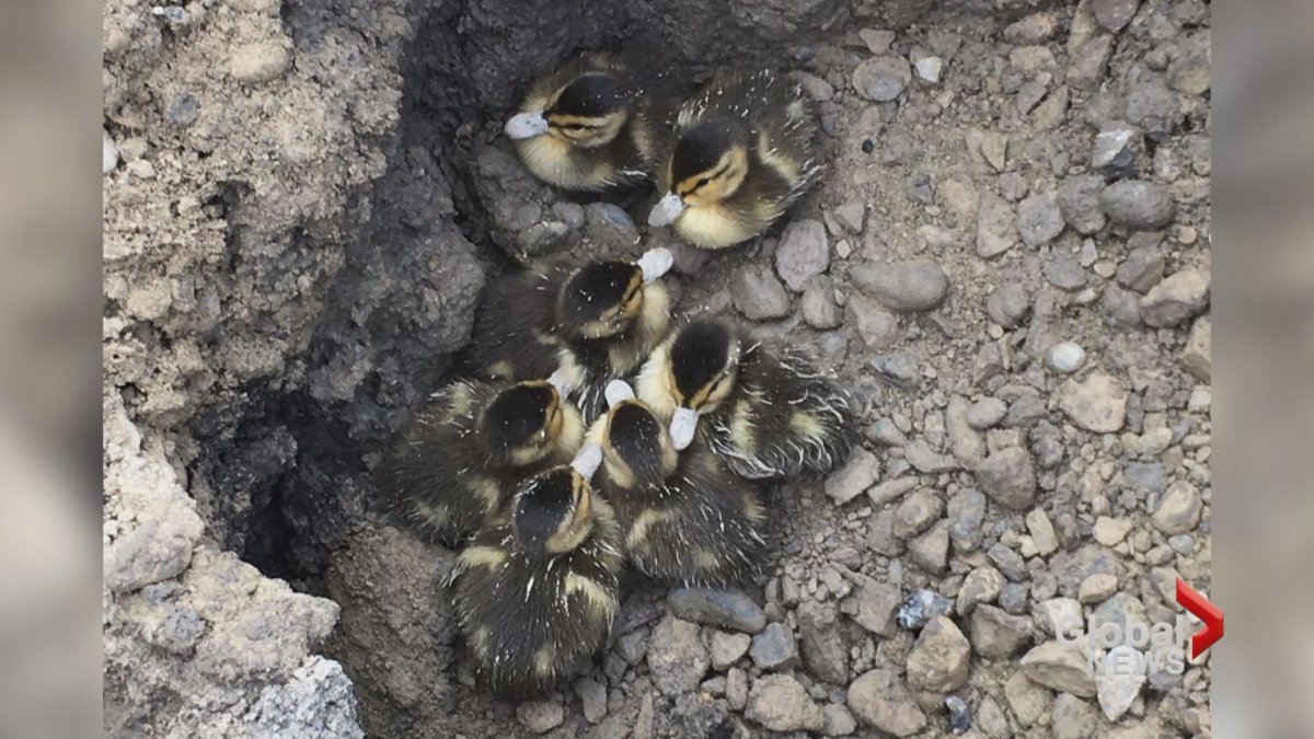 7 ducklings rescued from shallow trench at Calgary construction site ...