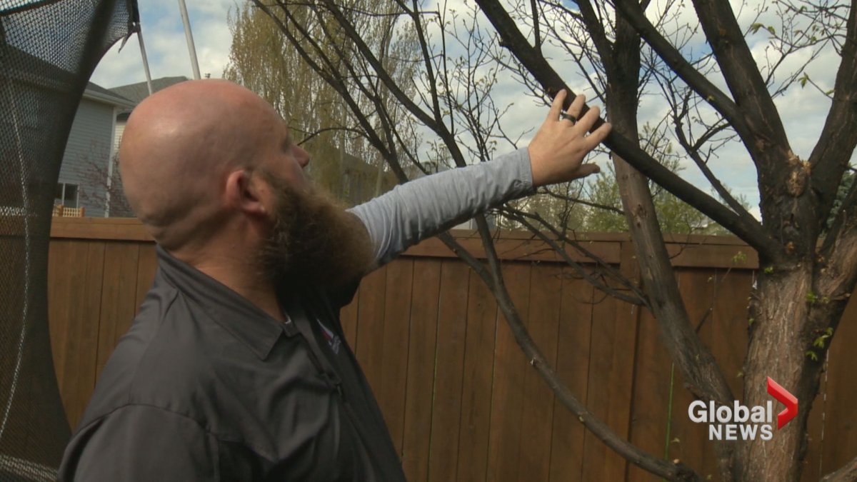 Calgary residents urged to help city efforts in saving elm trees from ...